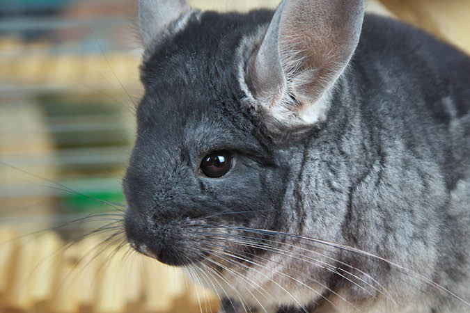 Das perfekte Chinchilla-Heim: Baucenter Klaus